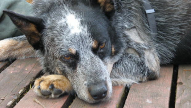 Dog paralyzed after vet leaves it unattended | CBC News